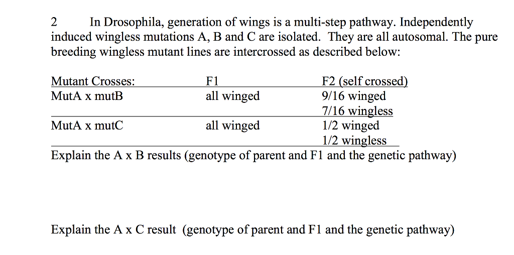 Solved In Drosophila Generation Of Wings Is A Multi Step