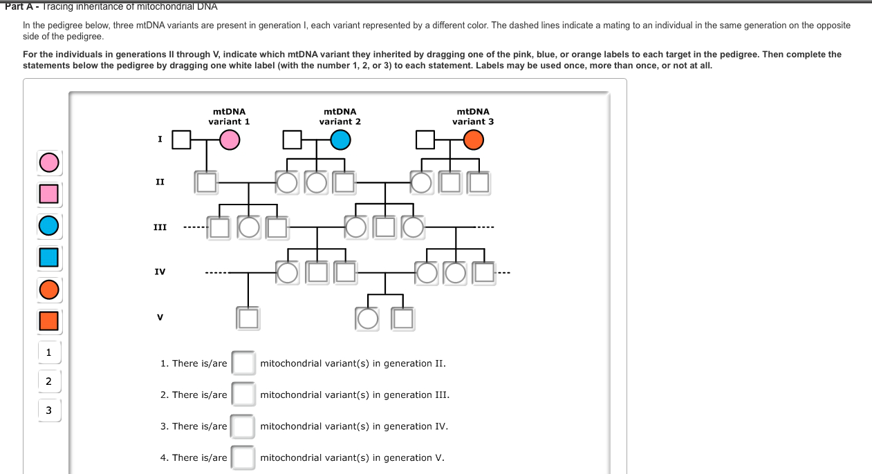 Solved In Humans The X And Y Chromosomes Are Involved In