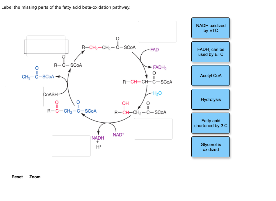 Beta Oxidation Of Fatty Acids Pathway