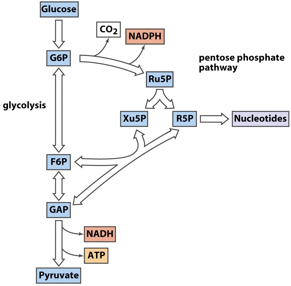 Solved The Pentose Phosphate Pathway Occurs In 3 Stages