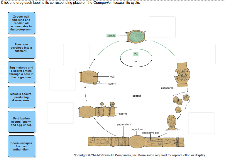 Solved Click And Drag Each Abel To Its Corresponding Plac