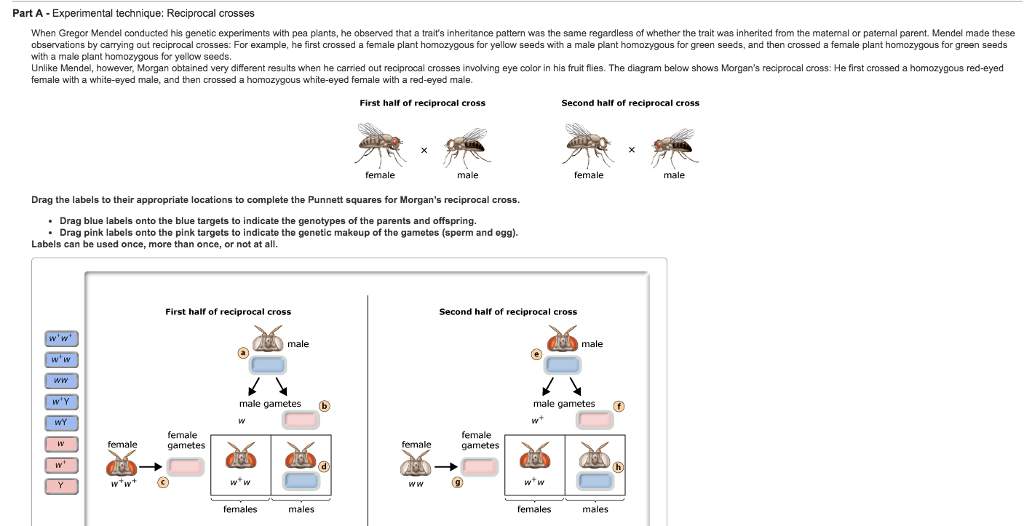 Solved When Gregor Mendel Conducted His Genetic Experiments