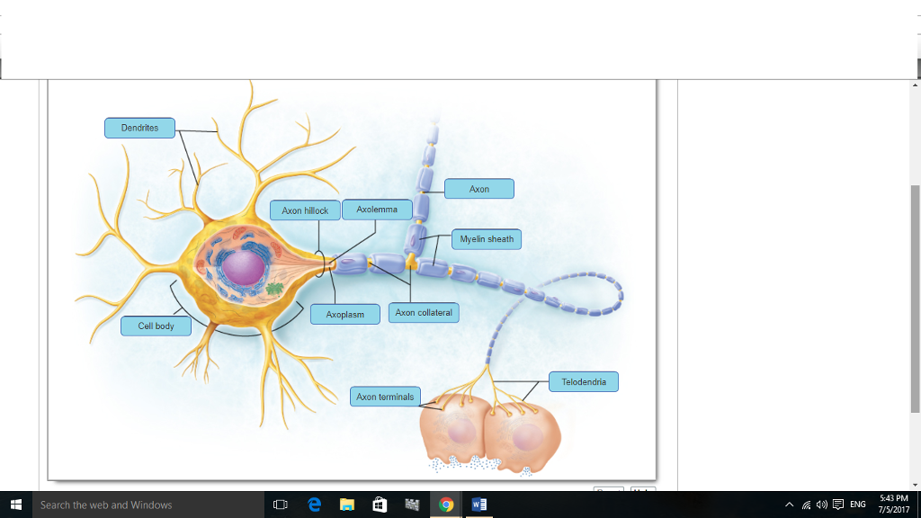 Solved Dendrites Axon Axon Hillock Axolemma Myelin Sheath