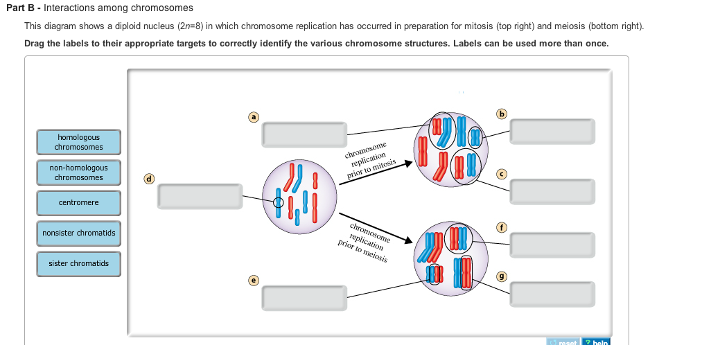 Interactions Among Chromosomes Masteringbiology