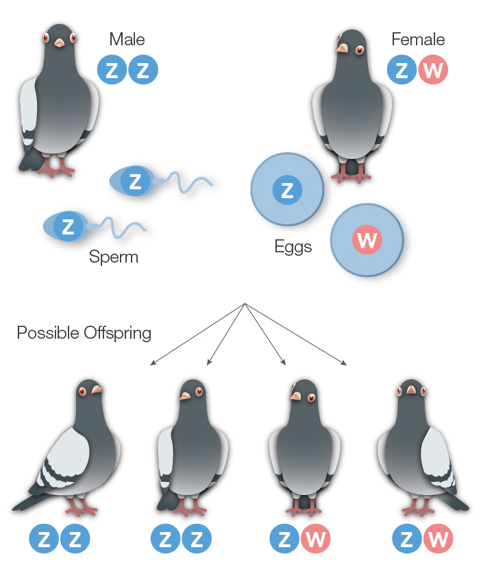 Solved The Sex Chromosomes In Birds Are Designated Z And W