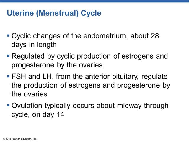 Ch 16 Reproductive System Part 3