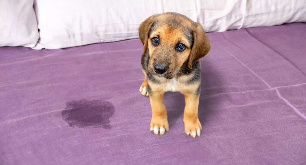 Cómo Saber Si Mi Perro O Gato Sufre De Incontinencia Urinaria Y Qué Hacer