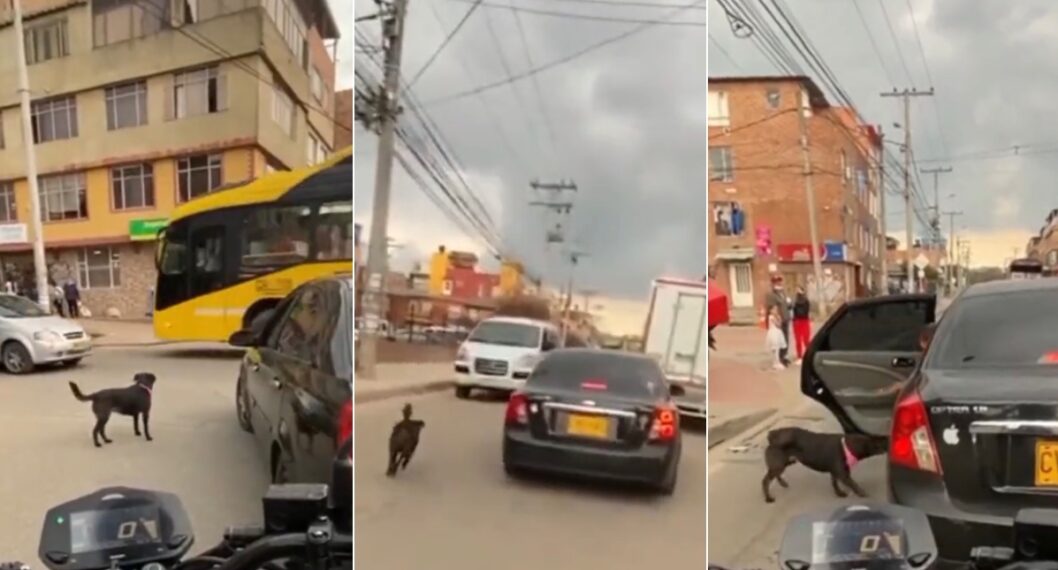 Bogotá Hoy Perra Persiguió Carro Que La Abandonó En Suba Y Video Es