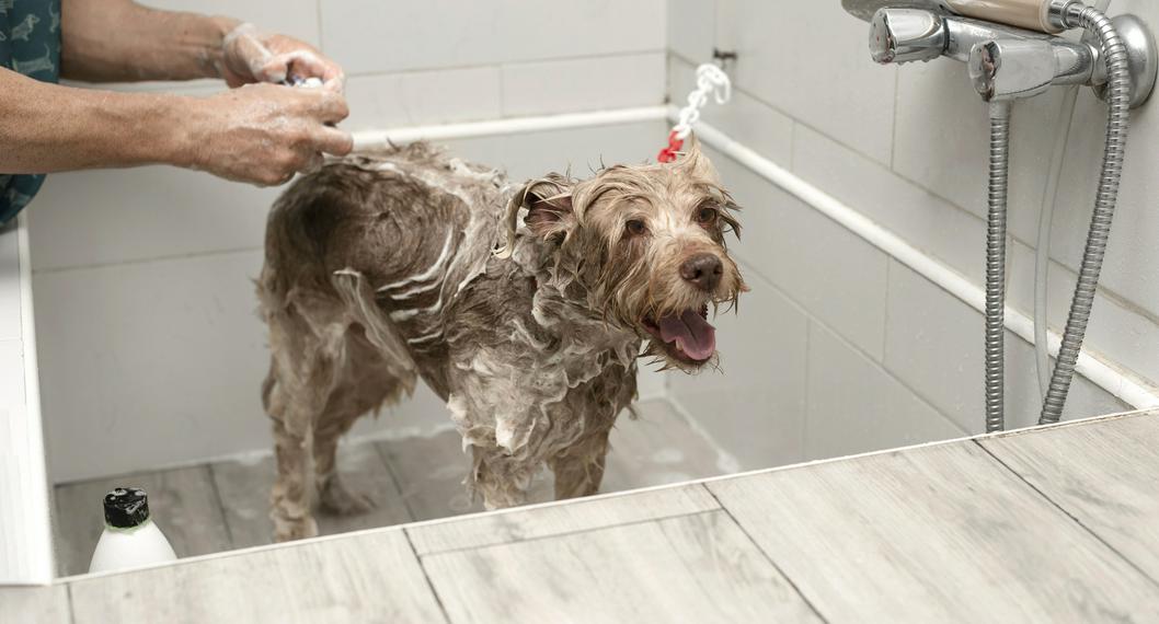 Cada Cuánto Tiempo Debo Bañar A Mi Perro Recomendaciones Para Su Higiene