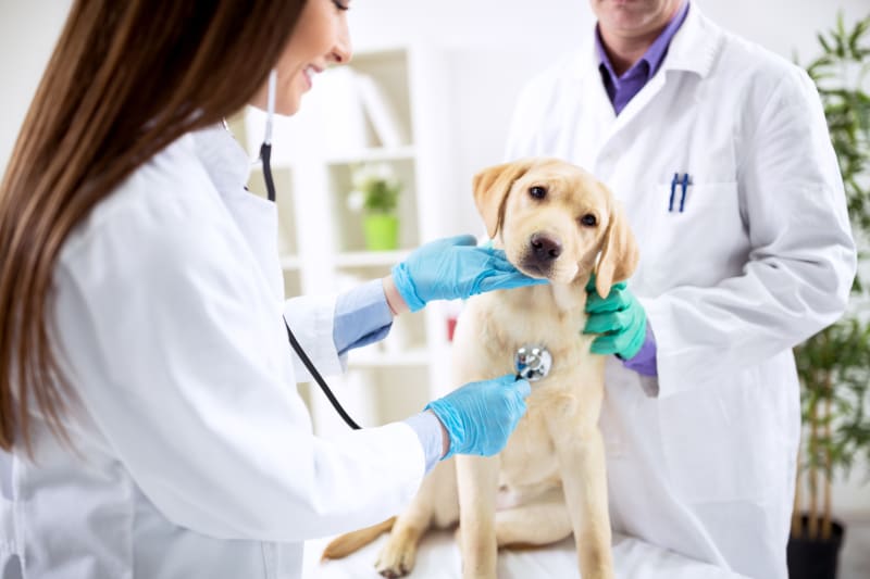 5 Questions That You Should Always Ask Your Vet