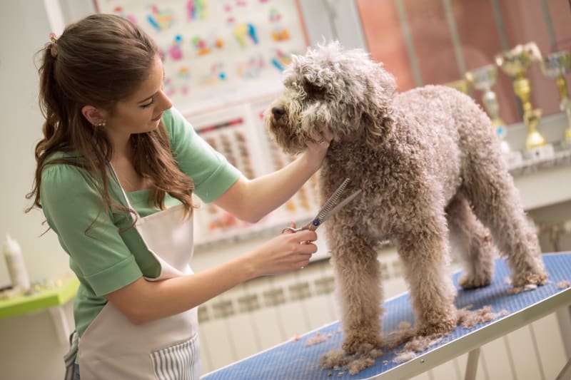 Signs Your Dog Needs Grooming St Francis Veterinary Hospital