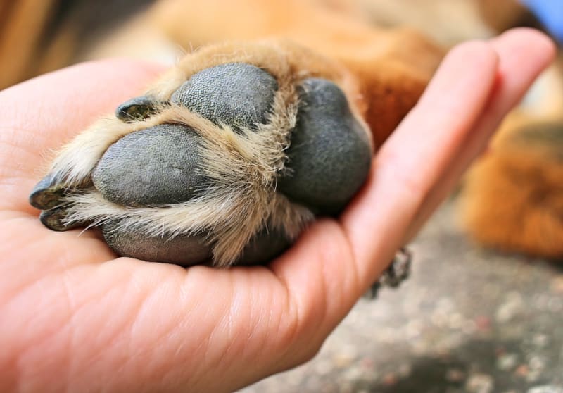 How To Treat Dog Foot Pad Injury