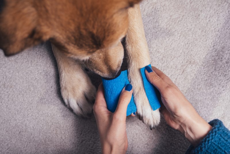 How To Treat Dog Foot Pad Injury