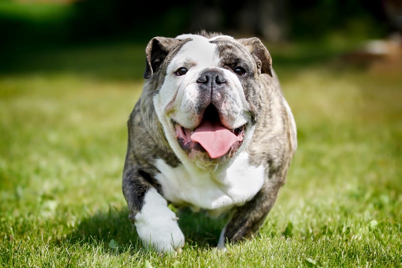 6 Things That Will Help Keep Your Dog Healthy Mandeville Vets