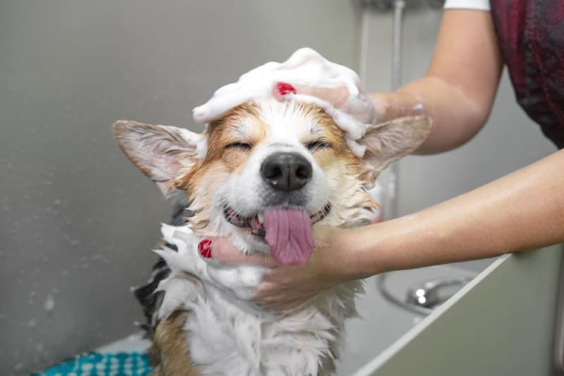 Grooming Tips Keeping Your Dogs Coat Healthy Mandeville Vets