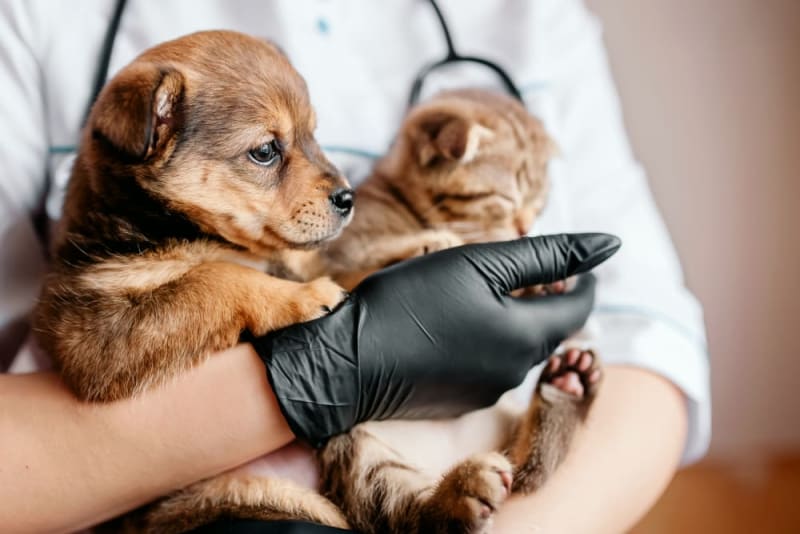 Routine Pet Care Checklist Tucson Vet