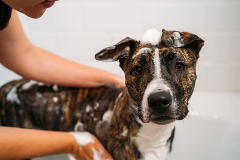 Grooming And Anxiety In Dogs What To Do And How To Help