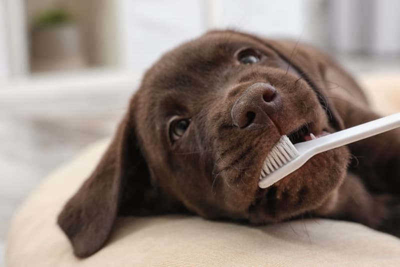 Common Dental Problems In Dogs Cave Creek Vets