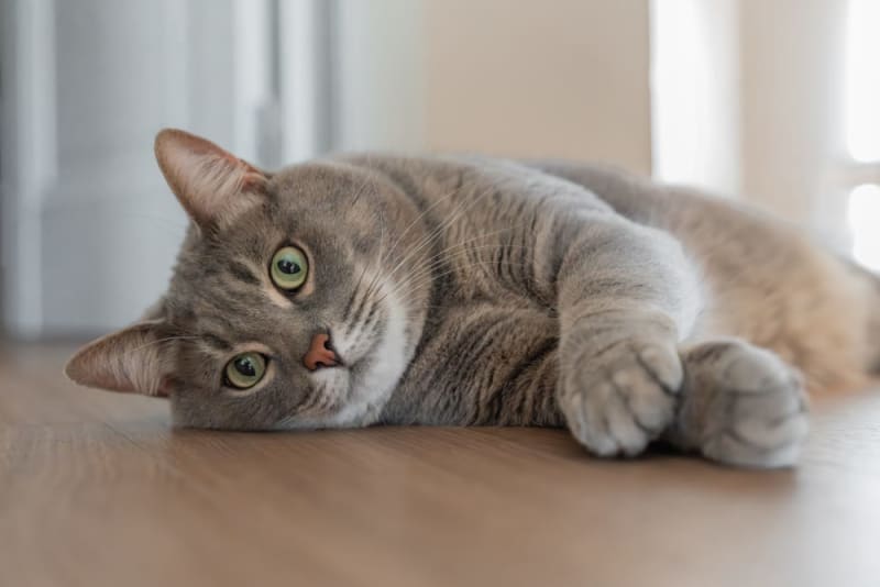 How To Tell If Your Cat Is Sick Signs And Symptoms Los Angeles Vets