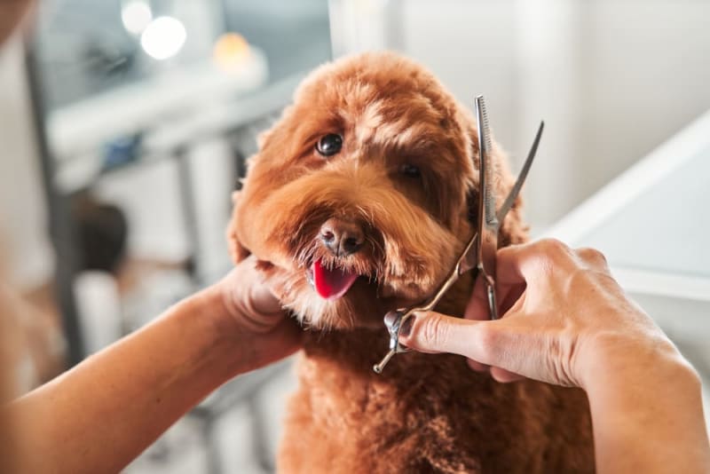 What You Should Know About Dog Grooming Pittsboro Vets