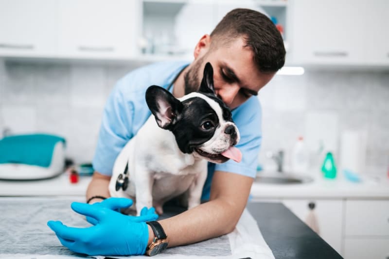 Puppys First Vet Visit Checklist And What To Expect Brentwood