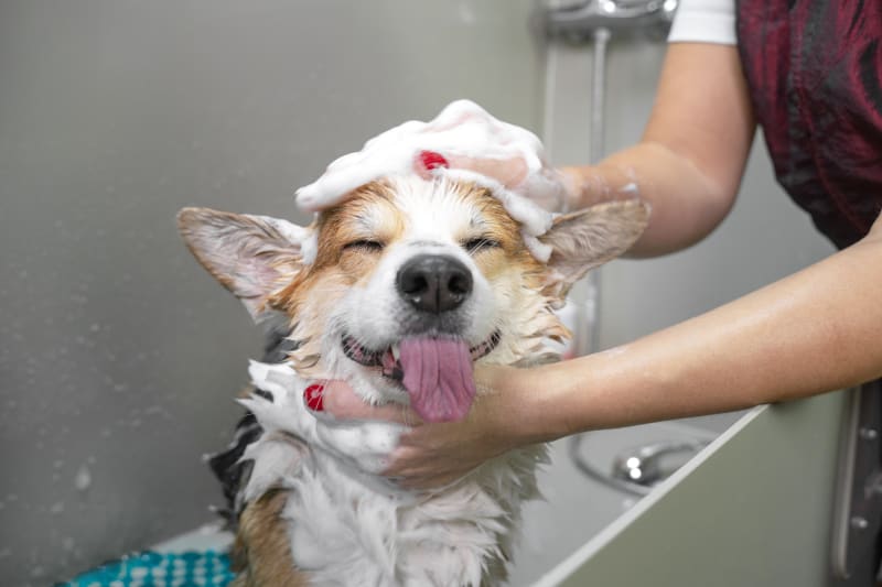 Dog Grooming 101 The Basics Bear Creek Veterinary Hospital