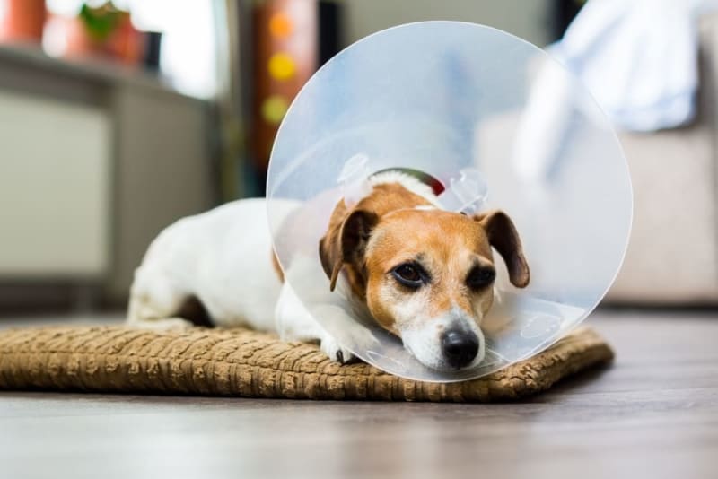 How To Bathe A Dog After Spaying