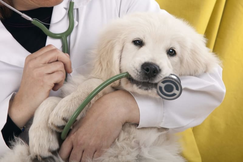 Puppys First Vet Visit Checklist And What To Expect