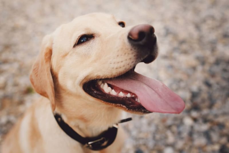 6 Things You Can Do To Keep Your Dog Healthy