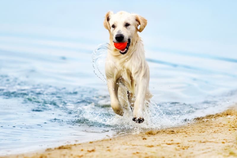 Six Things You Can Do To Keep Your Dog Healthy