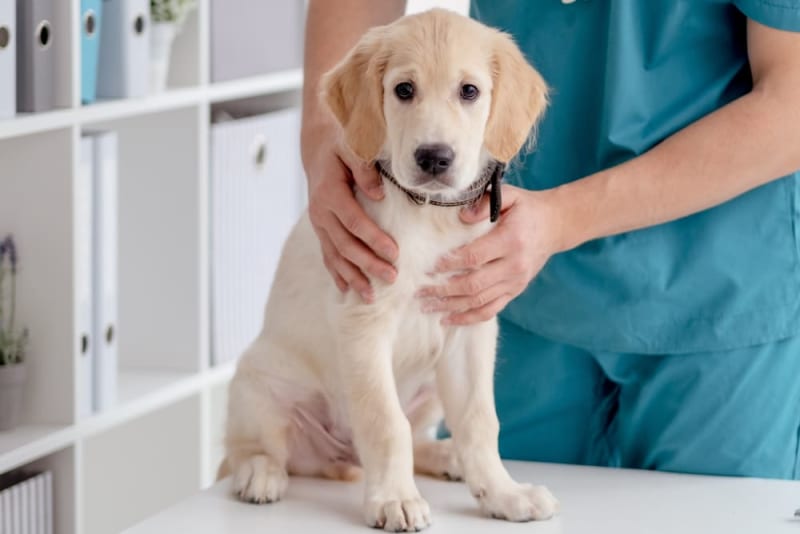 Spaying And Neutering Dogs What You Should Know Grayson Vets