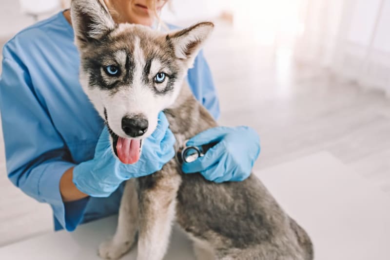 What To Expect From Puppys First Vet Visit Checklist Our Vets In