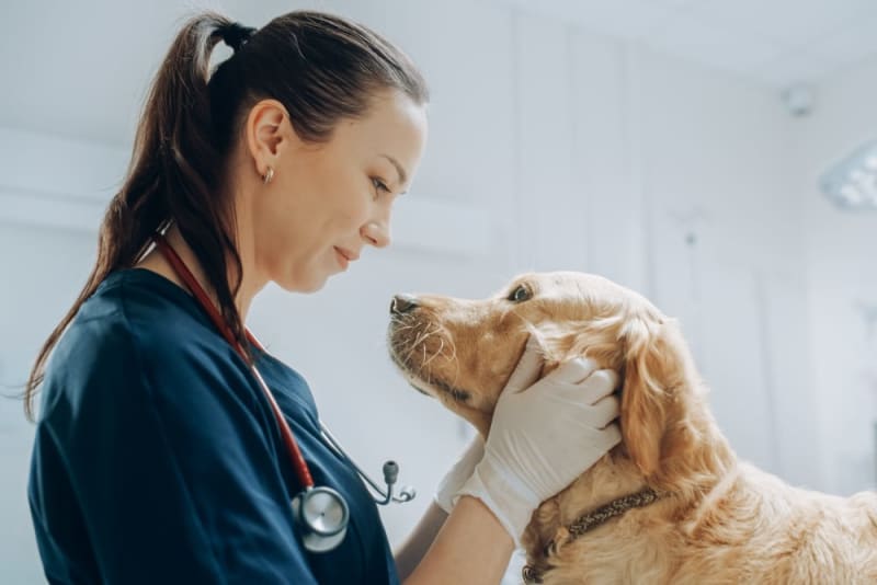 Importance Of Regular Vet Check Ups For Pets