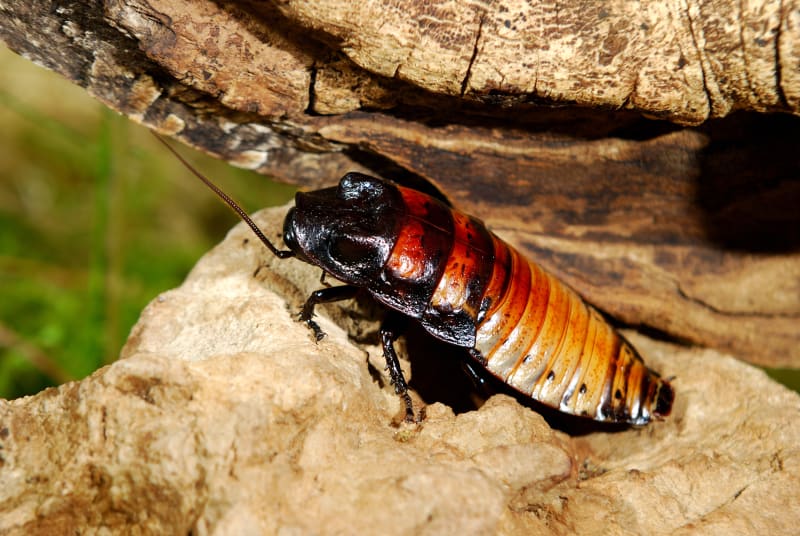 Madagascar Hissing Cockroach Care South Wilton Vet