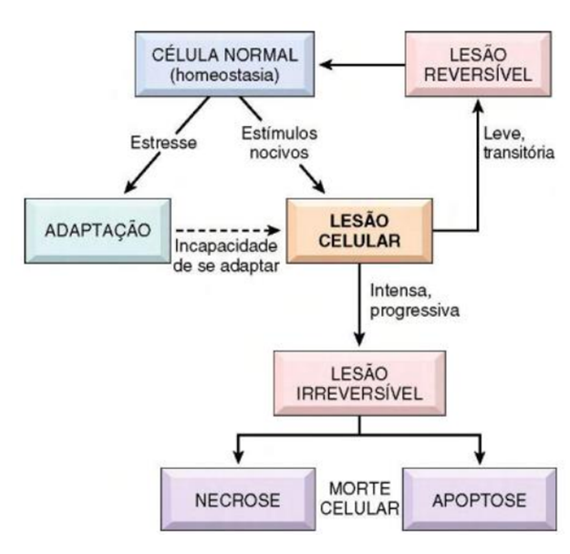 Resumo De Fisiopatologia Humana I Lesao Celular Fisiopatologia The