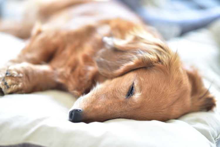 【獣医師監修】「犬の前十字靭帯断裂」 原因や症状、なりやすい犬種、治療方法は？｜hotto（ホット）