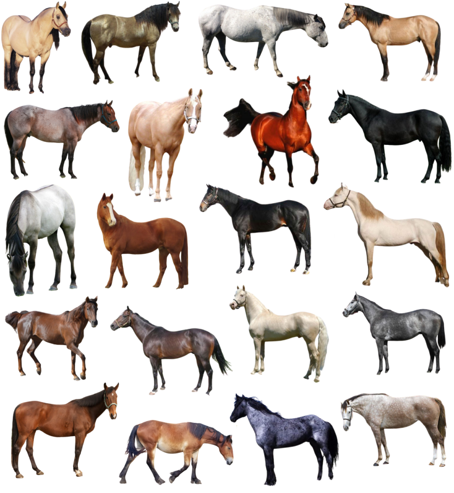 Identify Horse Coat Colors Quiz By Queenjustice