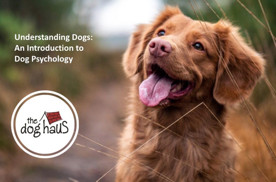 Understanding Dogs Intro To Dog Psychology