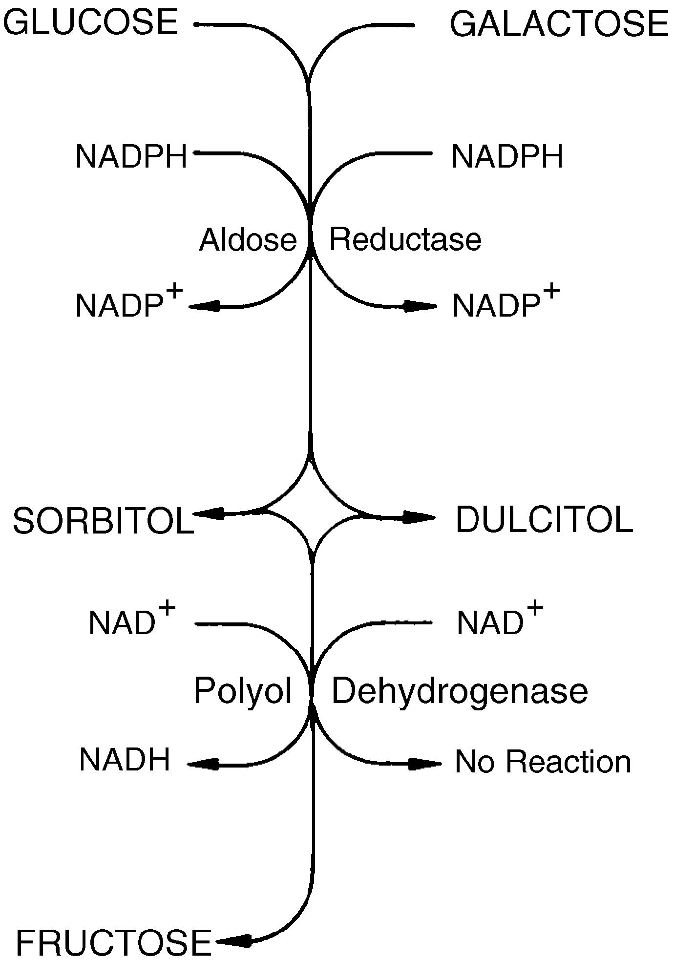 Sorbitol Pathway