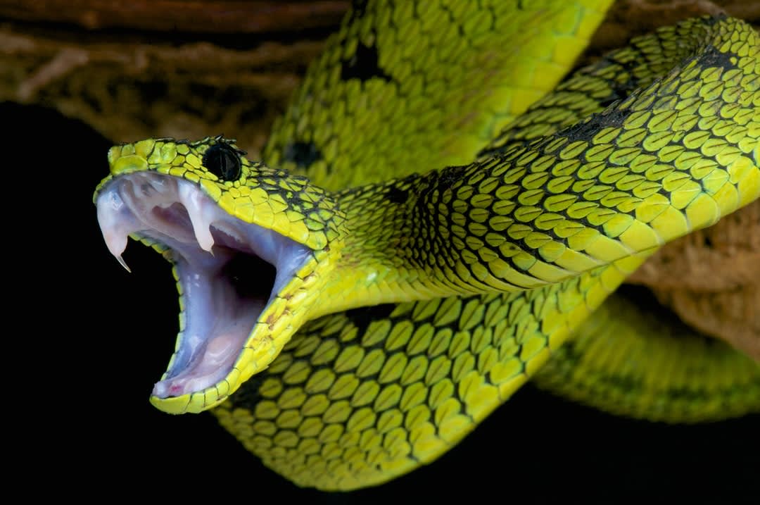 The Potential Of Snake Venom In Developing Life Saving Drugs Monash Lens