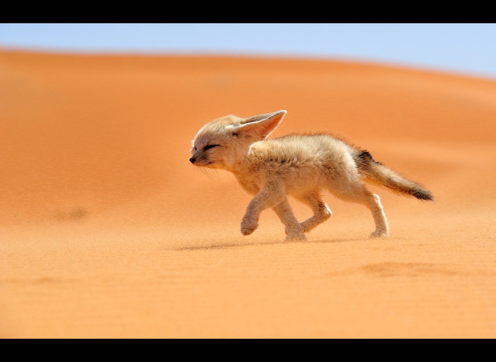 Top 10 Cutest Fennec Foxes Yummypets