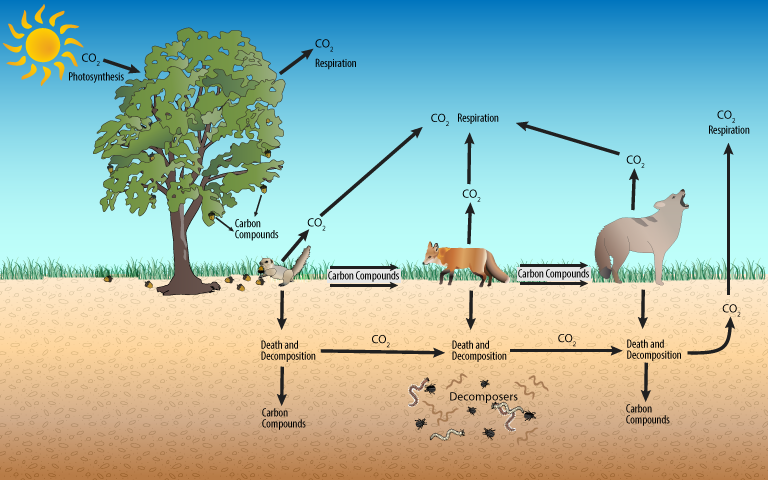 2a A Forest Carbon Cycle