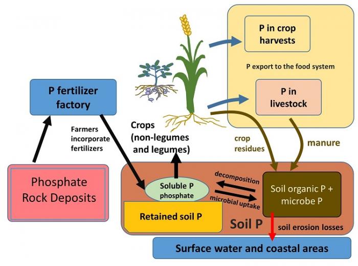 The Phosphorus Cycle And Human Management Of Soils