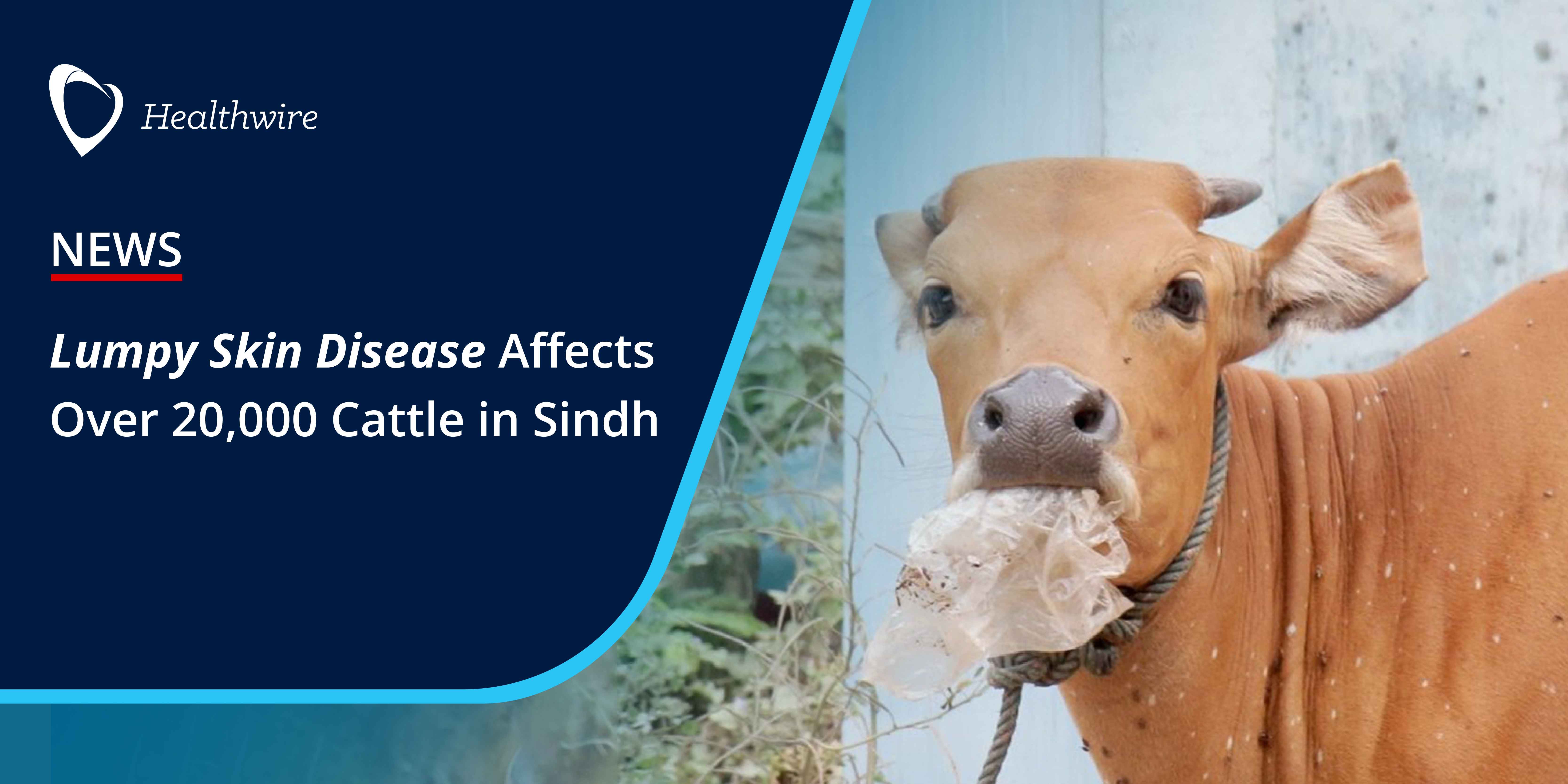 Lumpy Skin Disease Affects Over 20000 Cattle In Sindh Healthwire News