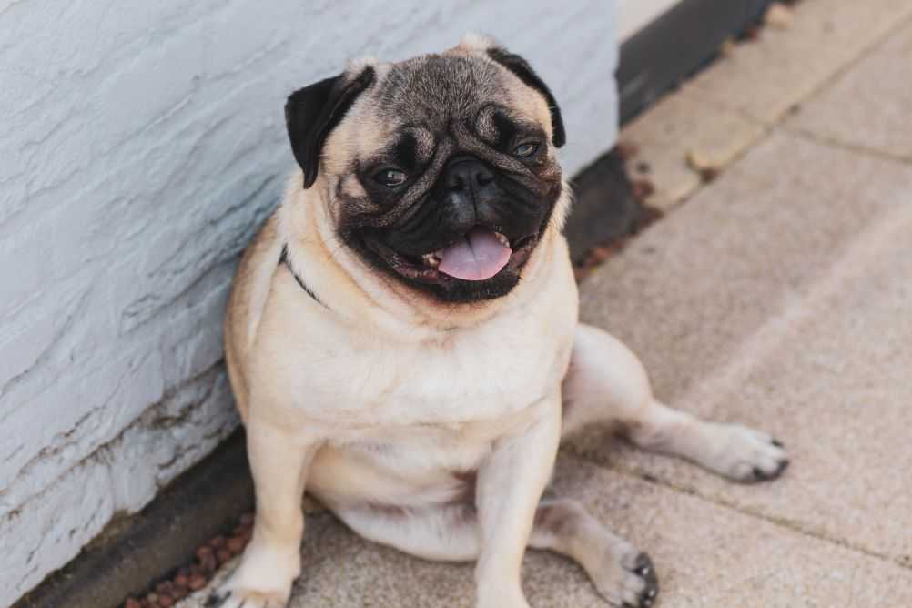 Why Is Your Dog Acting Strange After A Grooming Session Woof And Beyond