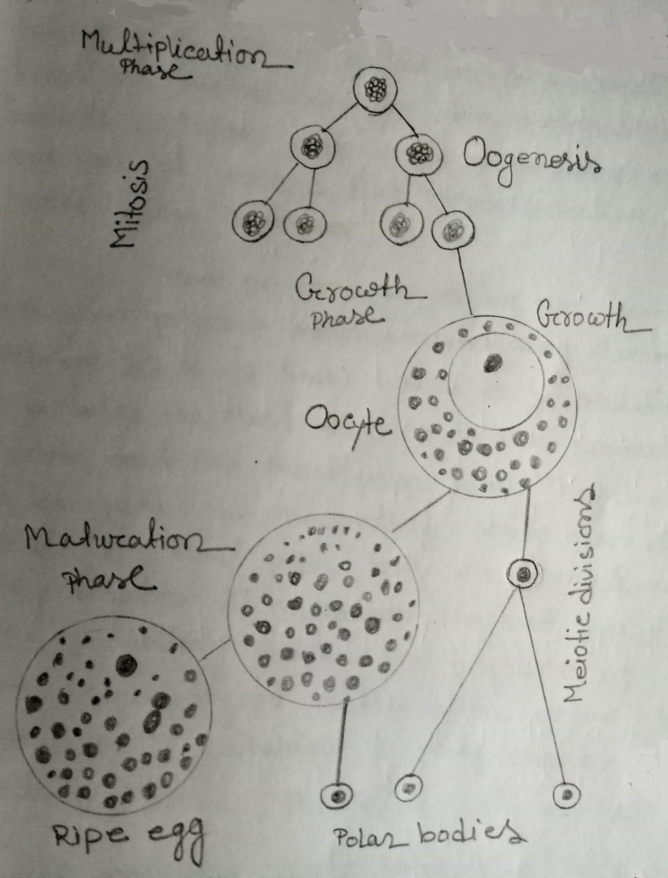 Oogenesis Diagram Beritasatu