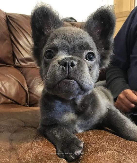 What Is A Fluffy Frenchie Ethical Frenchie