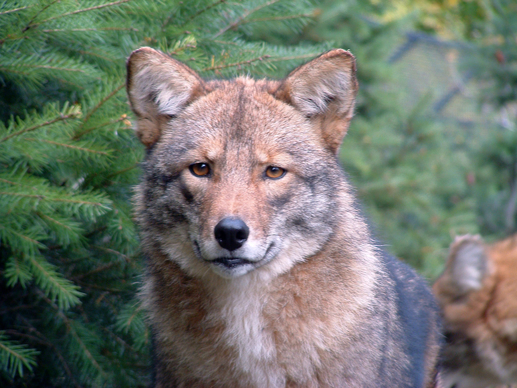 C Ville Weekly The Coywolves Of Albemarle County A New Species That