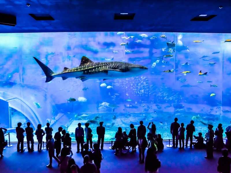 沖縄美ら海水族館 おきなわちゅらうみすいぞくかん ｜ 本部町（国頭郡）観光