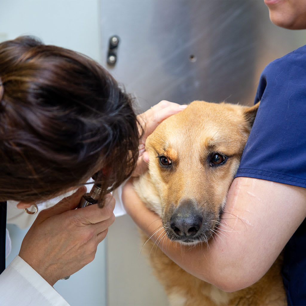 Hospital Tour Southwind Animal Hospital Memphis